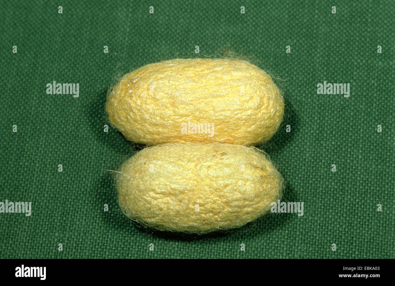 Larva larva insetto larva insetto larva fisiologia sviluppo metamorfosi ...