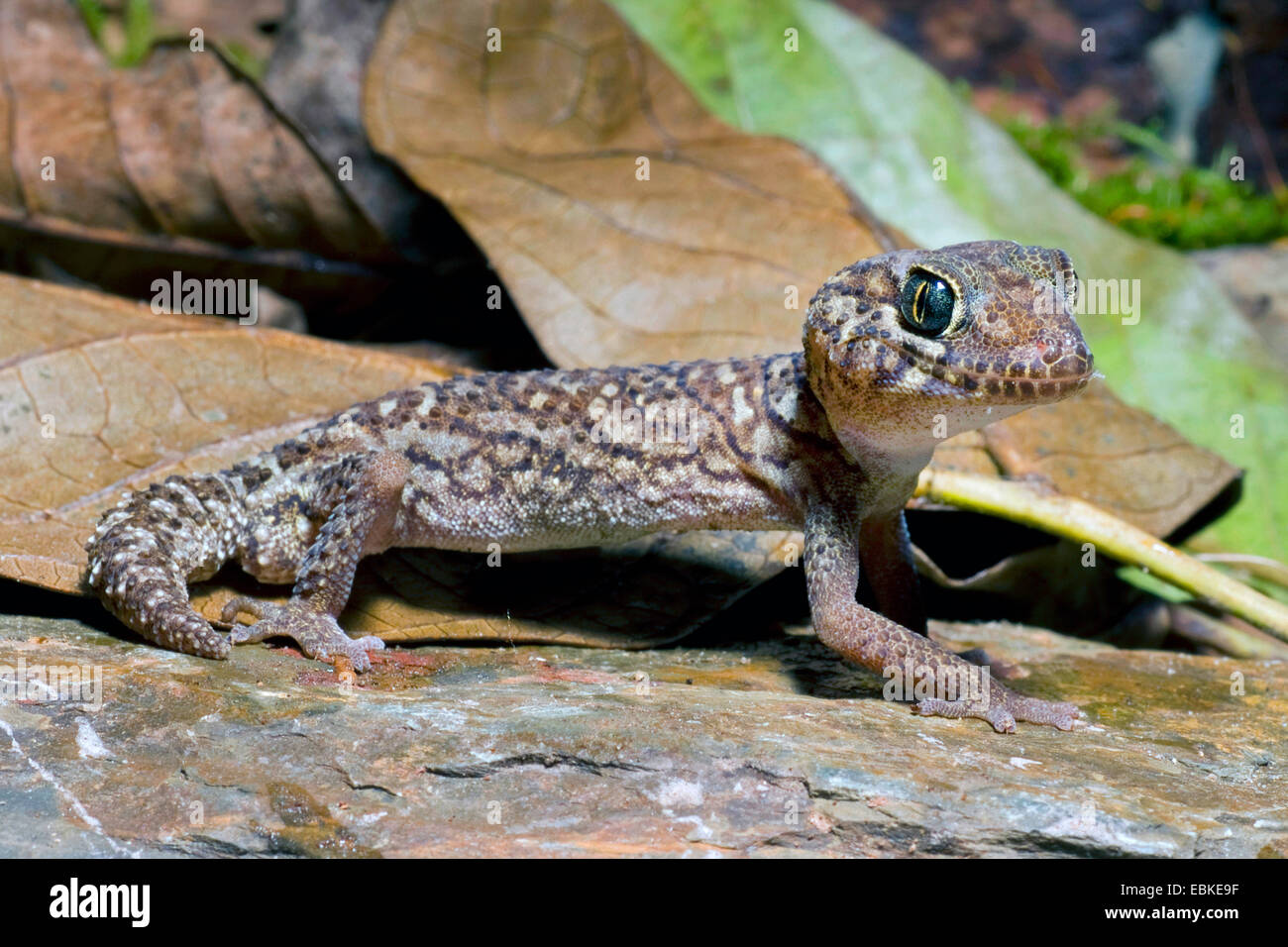 Geco dalle dita di arco immagini e fotografie stock ad alta risoluzione ...