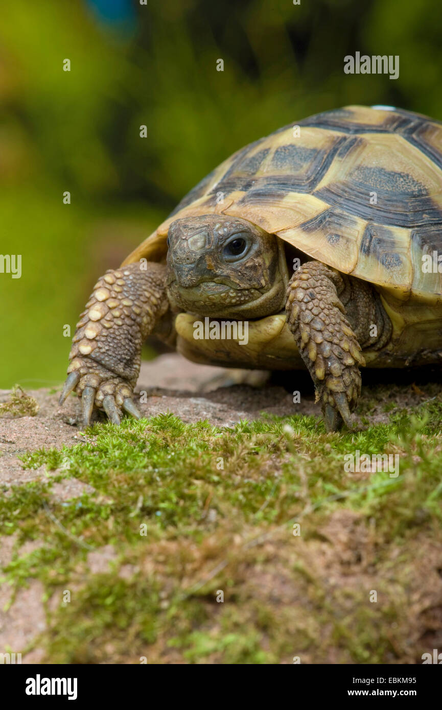 Animale domestico della tartaruga greca immagini e fotografie stock ad ...