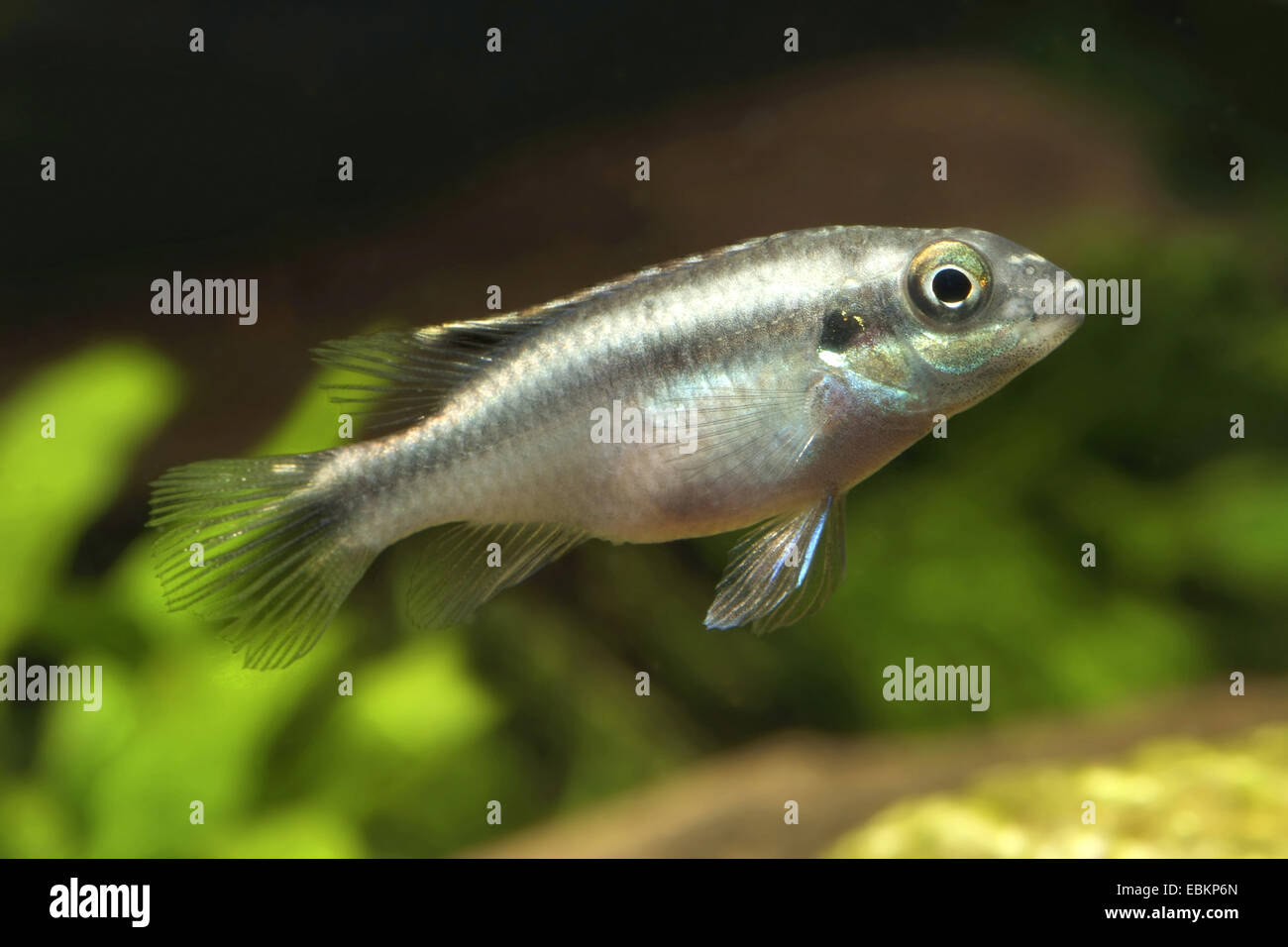 Krib comune immagini e fotografie stock ad alta risoluzione - Alamy