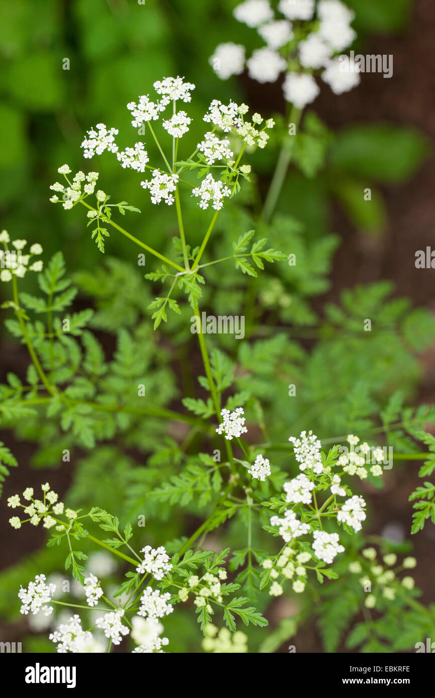 Cicuta o cicuta velenosa immagini e fotografie stock ad alta ...