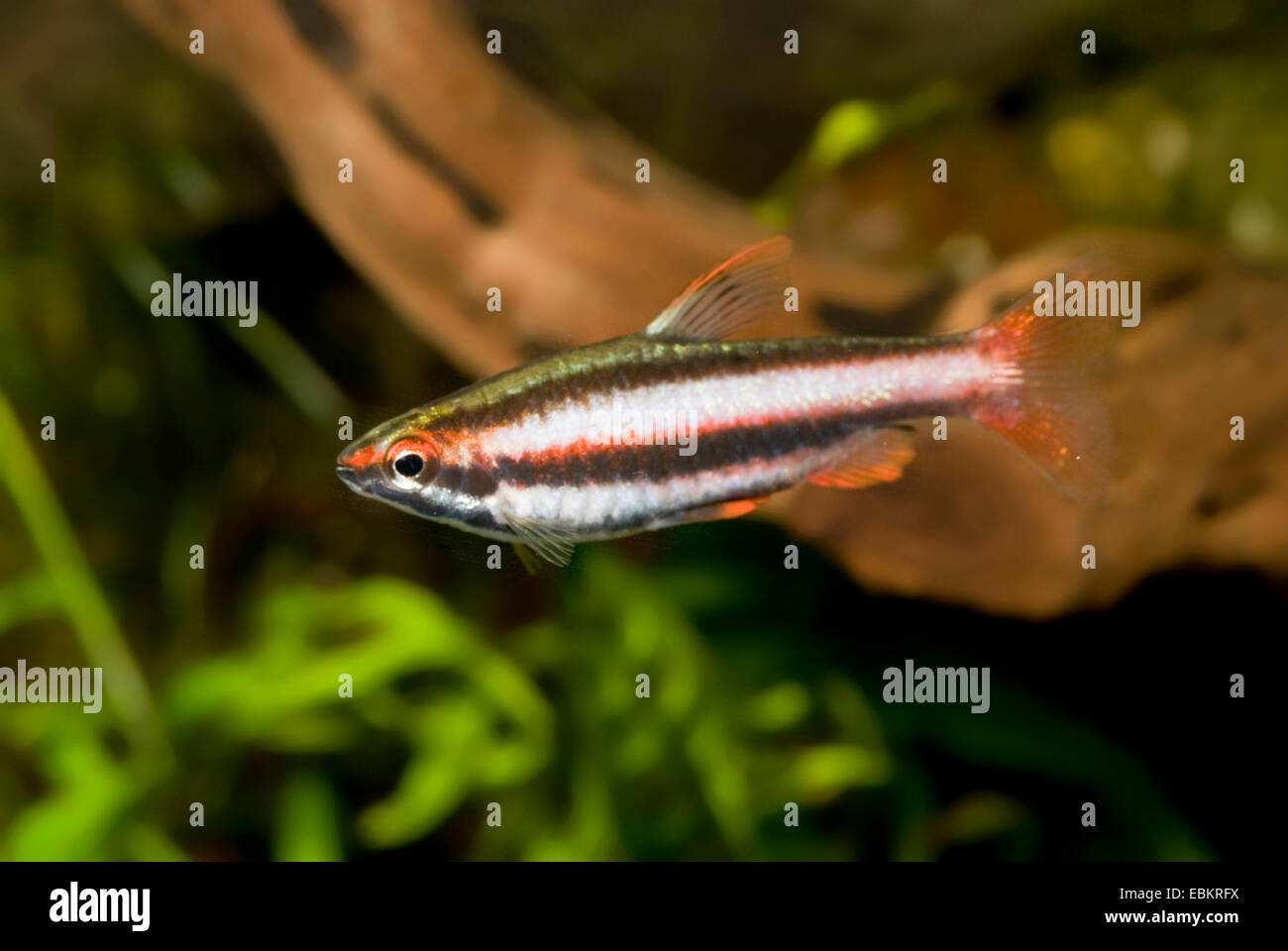 Animale viola immagini e fotografie stock ad alta risoluzione - Alamy