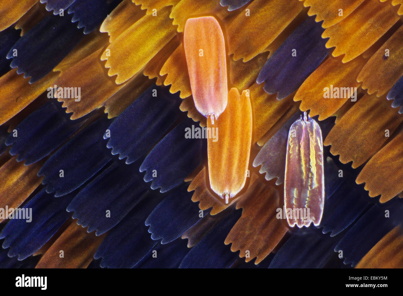 Sezioni di ala immagini e fotografie stock ad alta risoluzione - Alamy