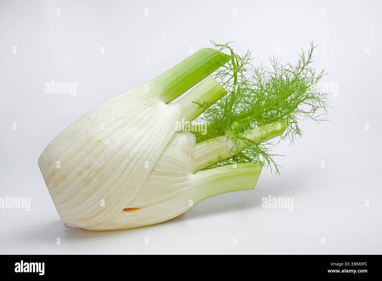 Primo piano di finocchio immagini e fotografie stock ad alta ...