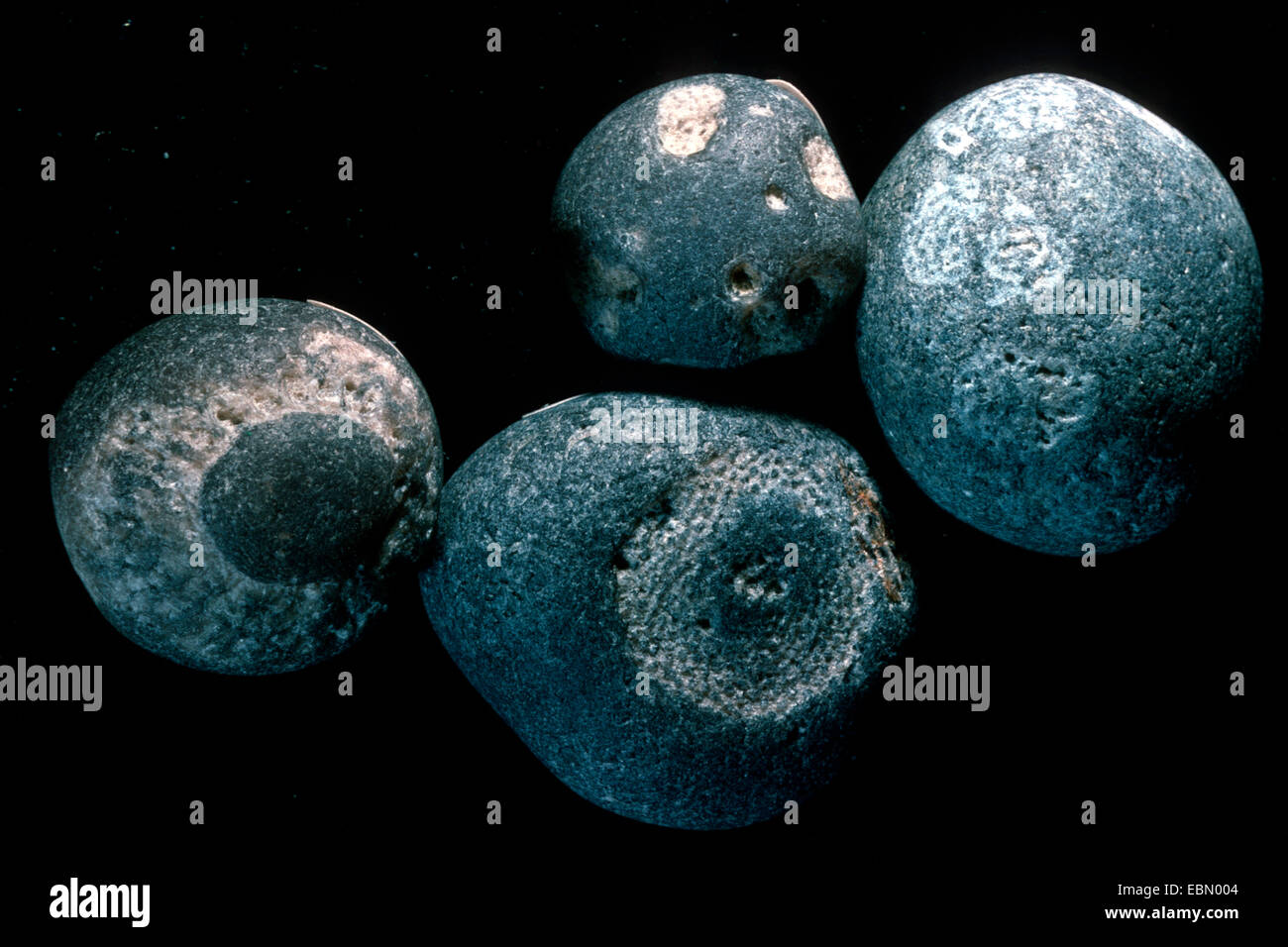 Cretaceo superiore immagini e fotografie stock ad alta risoluzione - Alamy