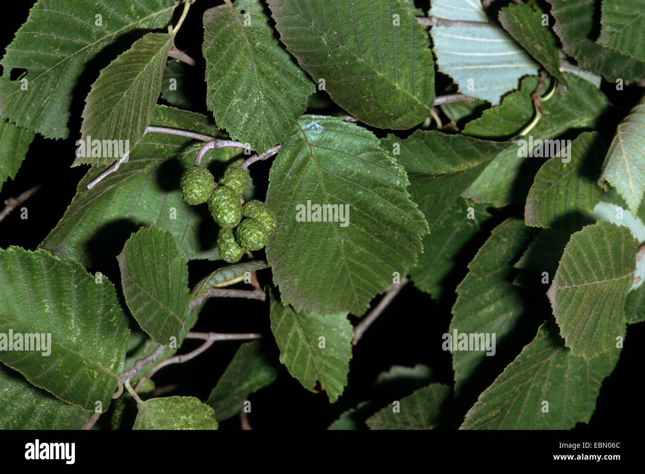 Alder alnus incana tree branch immagini e fotografie stock ad alta ...