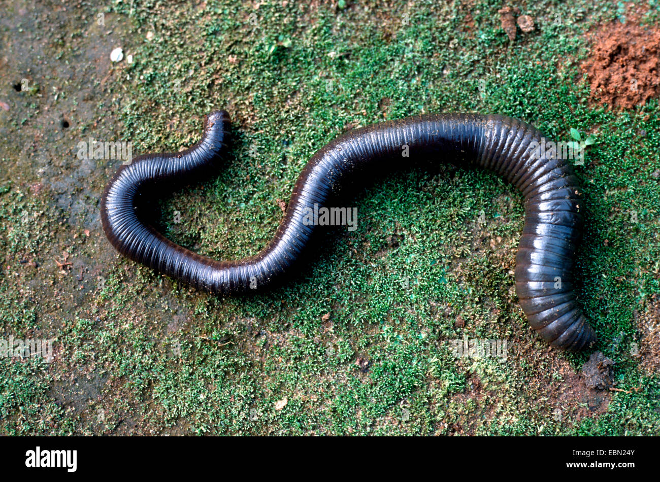 Lombrico segmentato immagini e fotografie stock ad alta risoluzione - Alamy