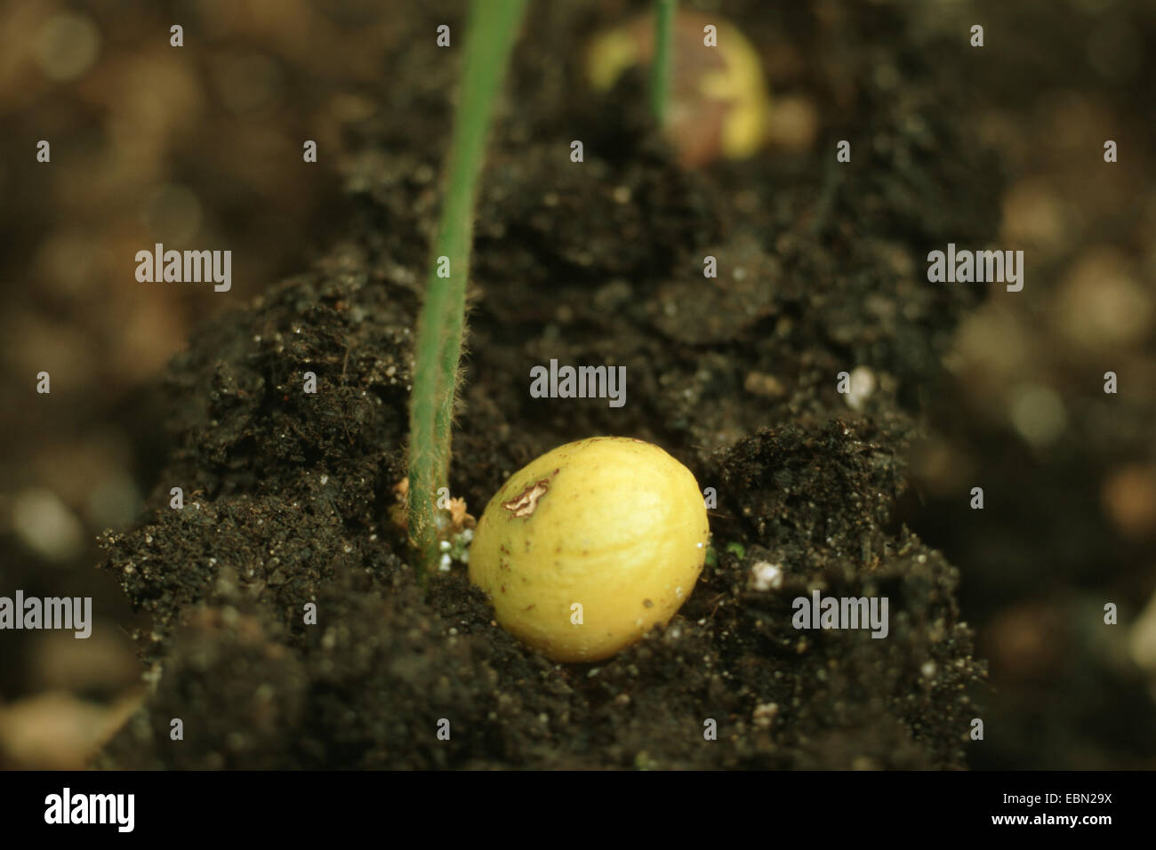 Il sago palm (Cycas revoluta), seme di germinazione Foto stock - Alamy