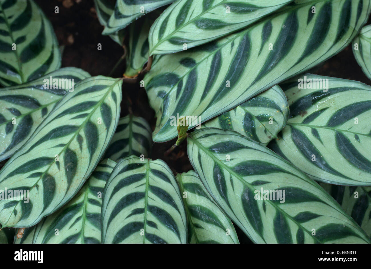 Calathea burle-marxii (Calathea burle-marxii), foglie Foto stock - Alamy