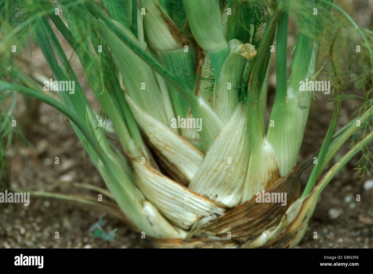 Bulbo della pianta di finocchio immagini e fotografie stock ad alta ...