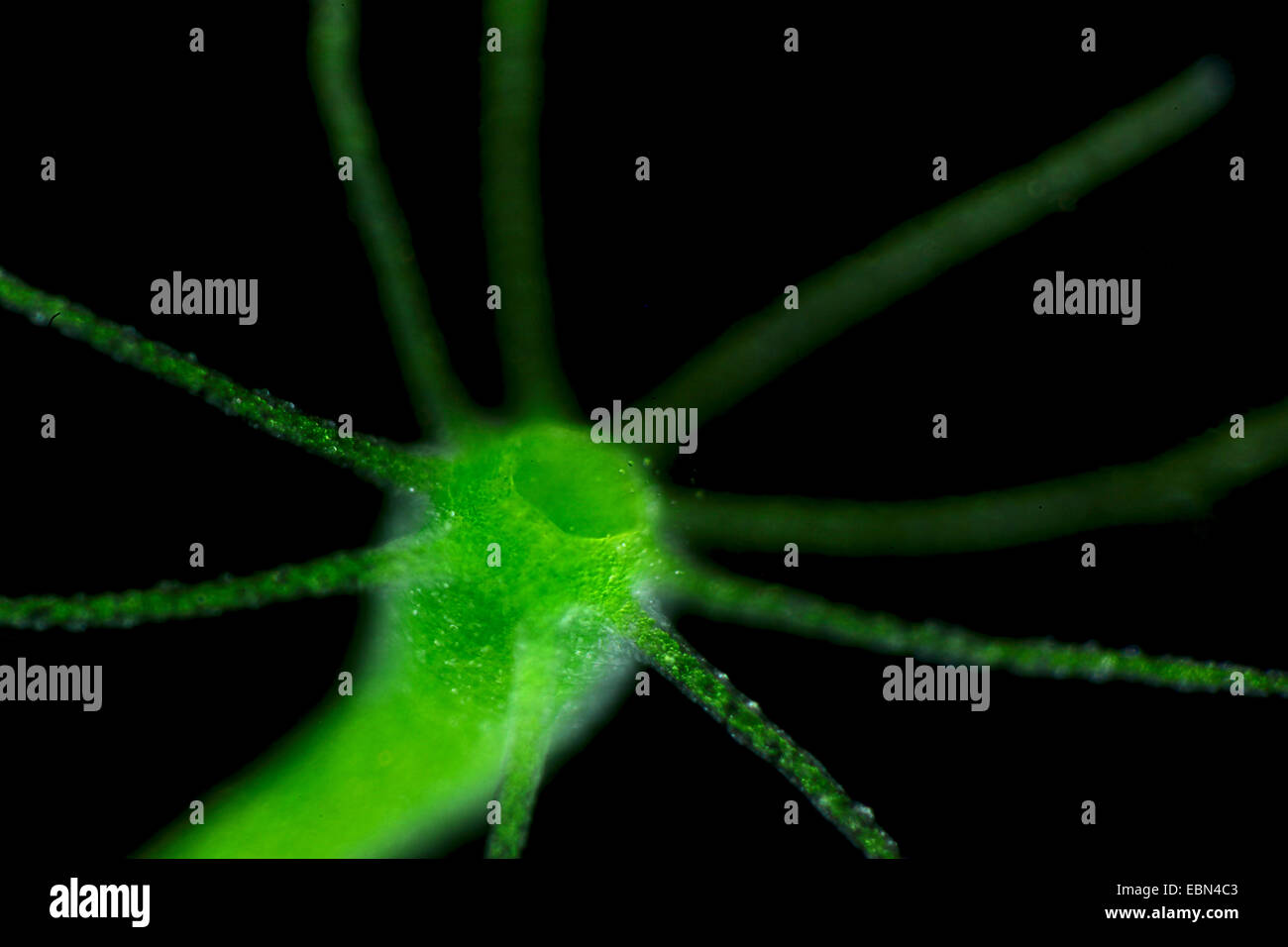 Idra verde hydra viridis immagini e fotografie stock ad alta ...