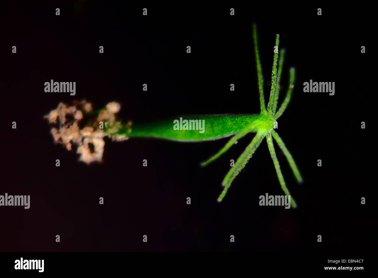 Idra verde hydra viridis immagini e fotografie stock ad alta ...
