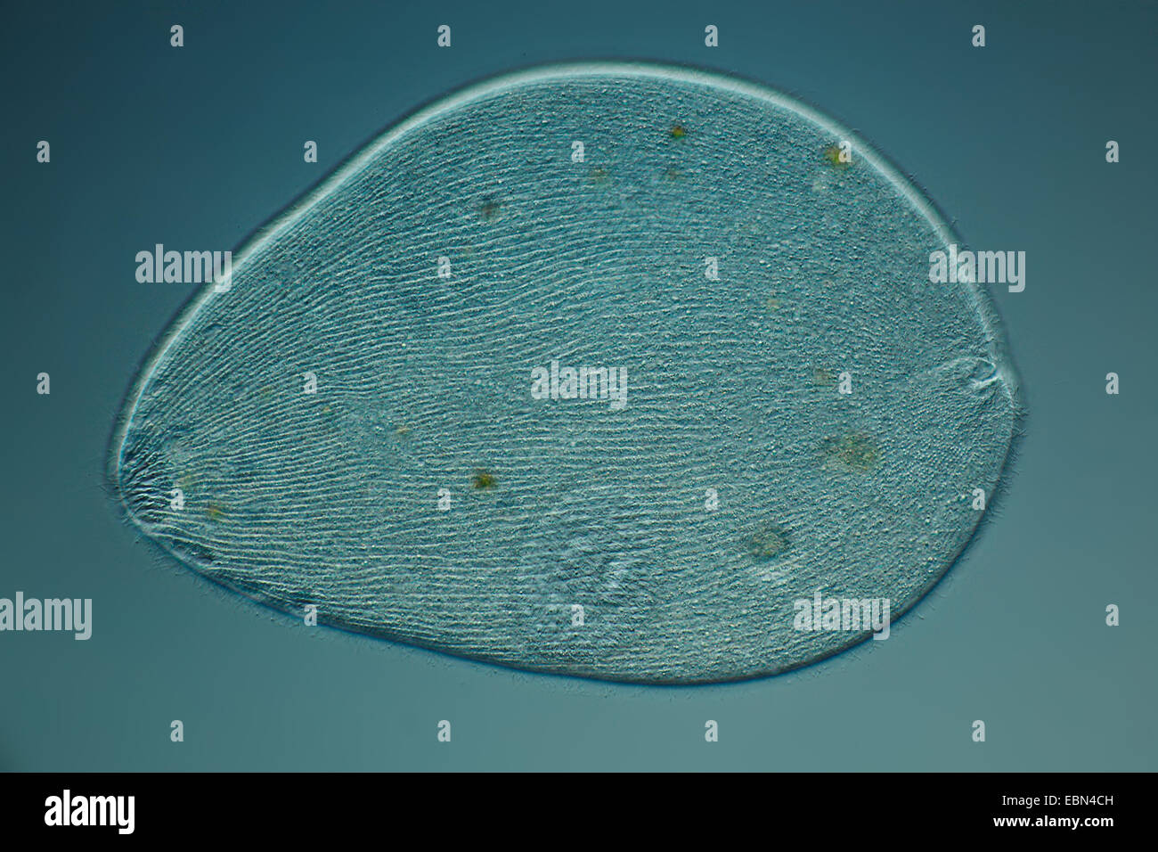Ciliati ciliati immagini e fotografie stock ad alta risoluzione - Alamy