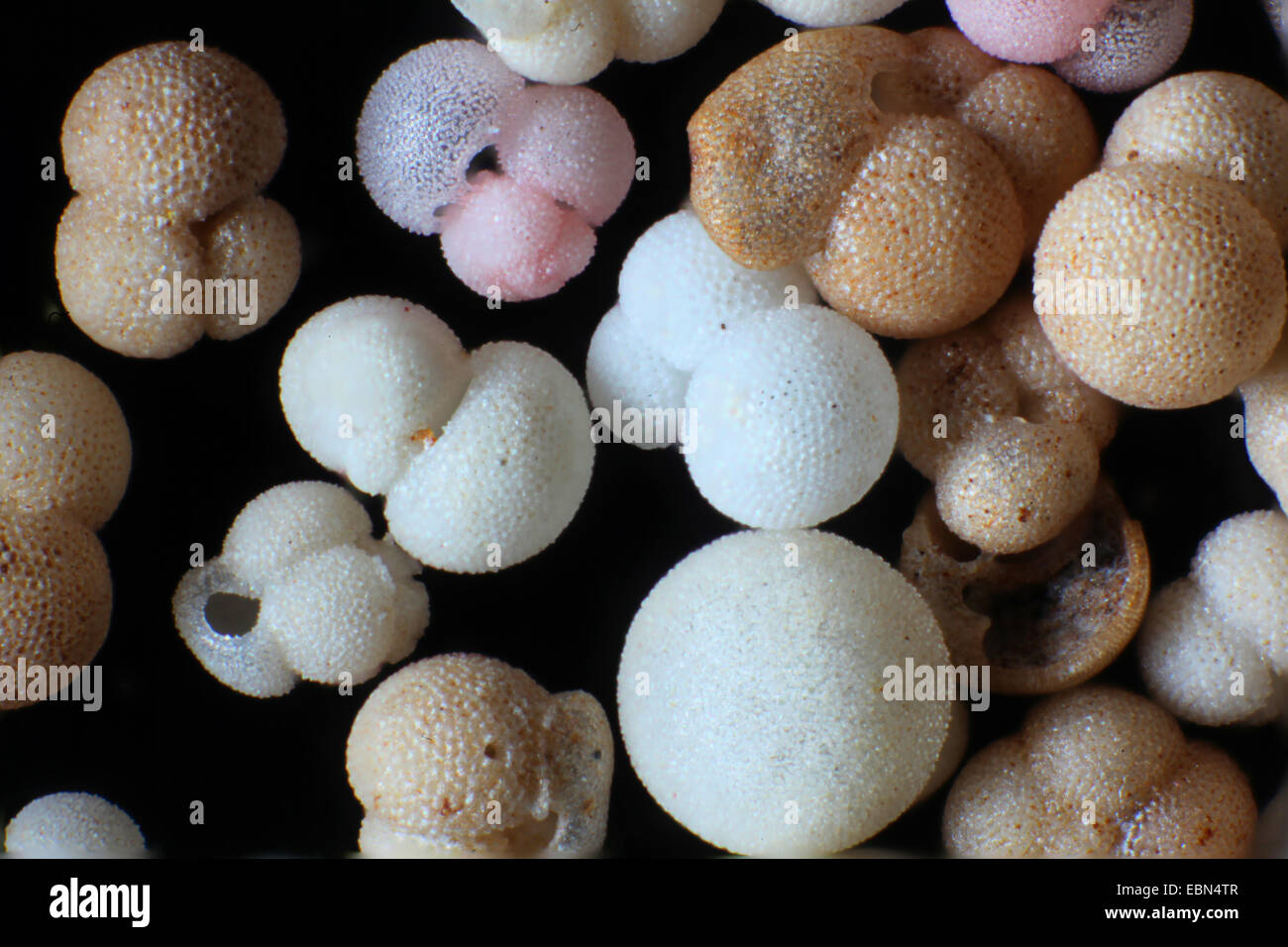 Foraminiferi fossilizzati immagini e fotografie stock ad alta ...