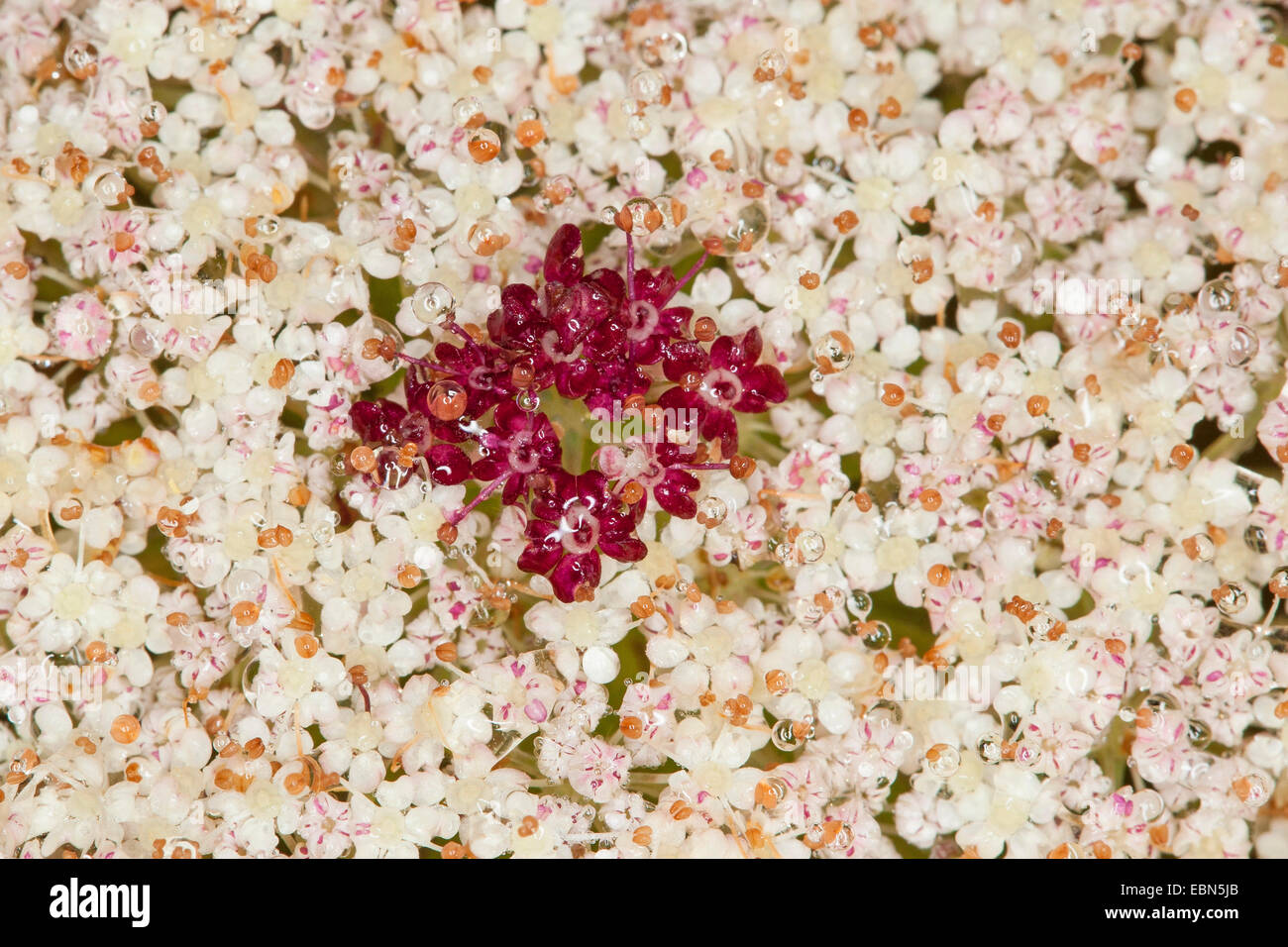 Wild carota carota Mare, Bird's Nest, vescovo di pizzo, Queen Anne's ...