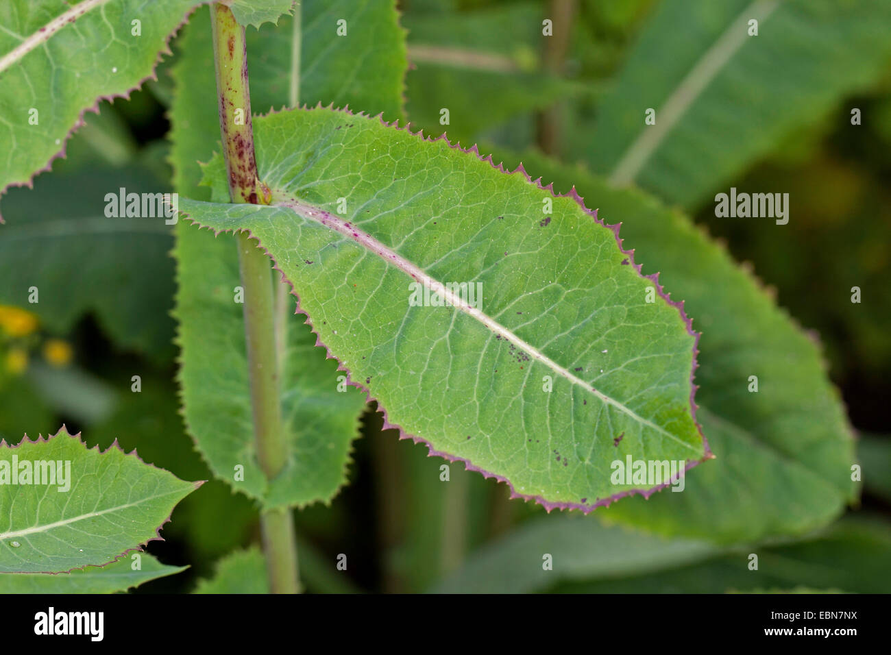Wild lettuce lactuca virosa immagini e fotografie stock ad alta ...