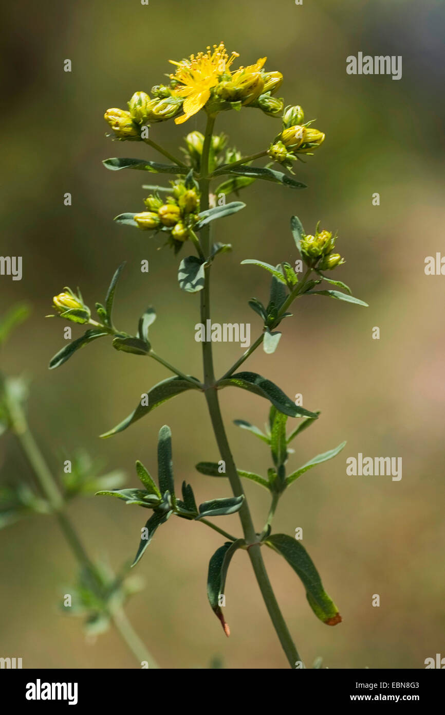 Piante autoctone immagini e fotografie stock ad alta risoluzione - Alamy