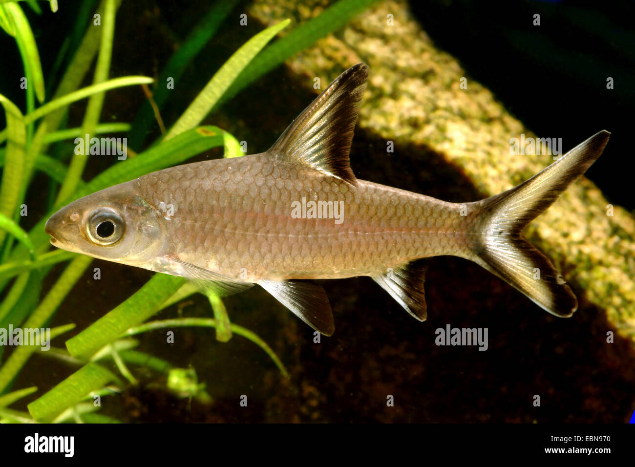 Bala shark, tricolore shark (Balantiocheilus melanopterus), nuoto Foto ...
