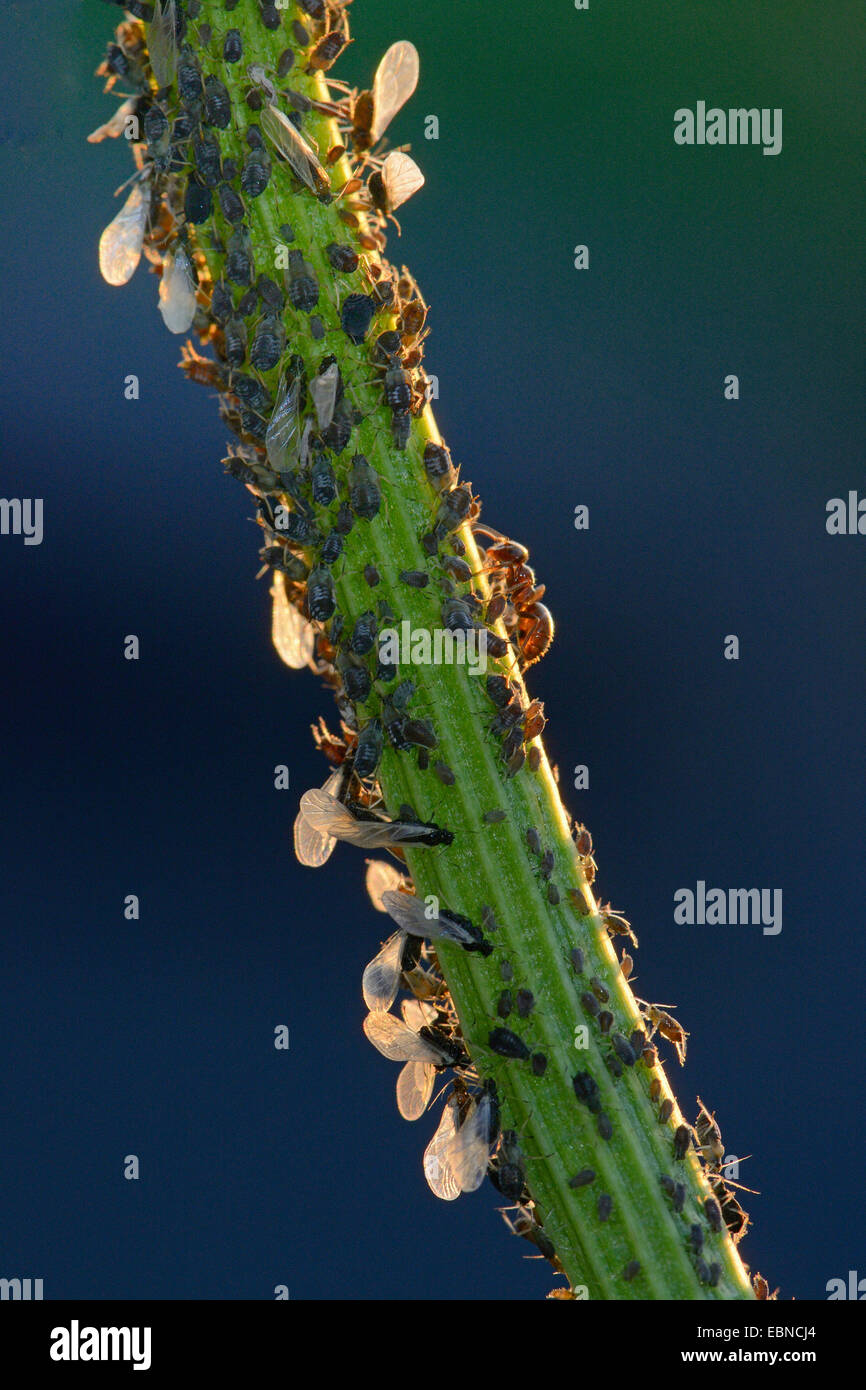 Simbiosi di afidi e formiche immagini e fotografie stock ad alta ...