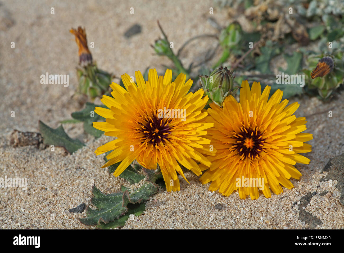Falso sowthistle immagini e fotografie stock ad alta risoluzione - Alamy