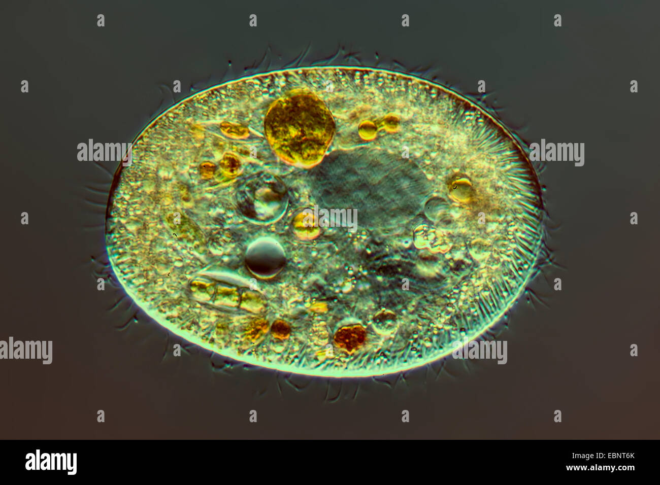 Protozoi ciliati immagini e fotografie stock ad alta risoluzione - Alamy