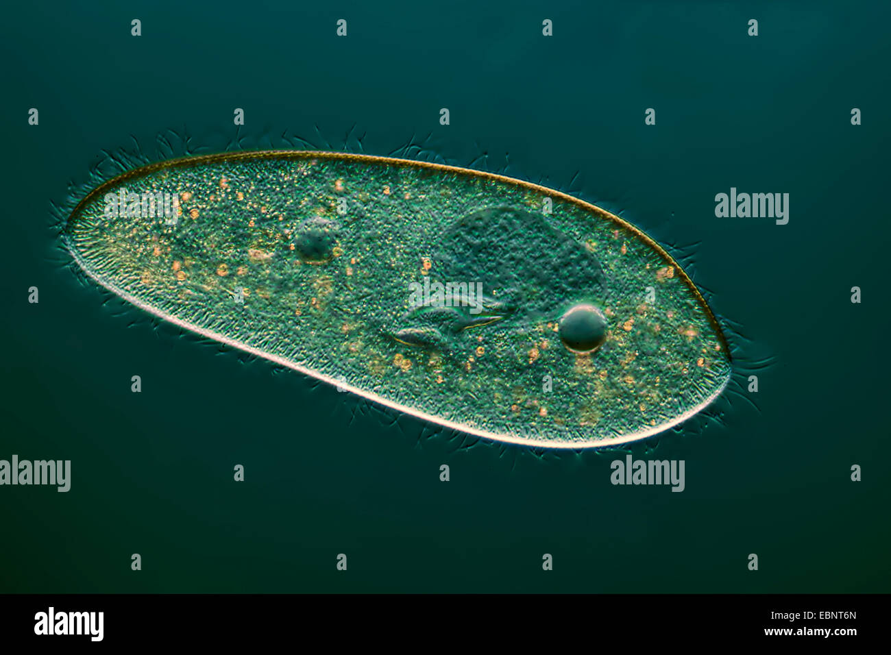 Protozoi Ciliati Immagini e Fotos Stock - Alamy