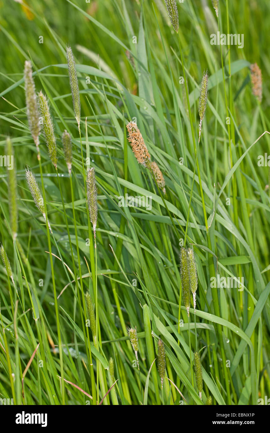 Coda di volpe erba (Alopecurus pratensis), che fiorisce in un prato ...