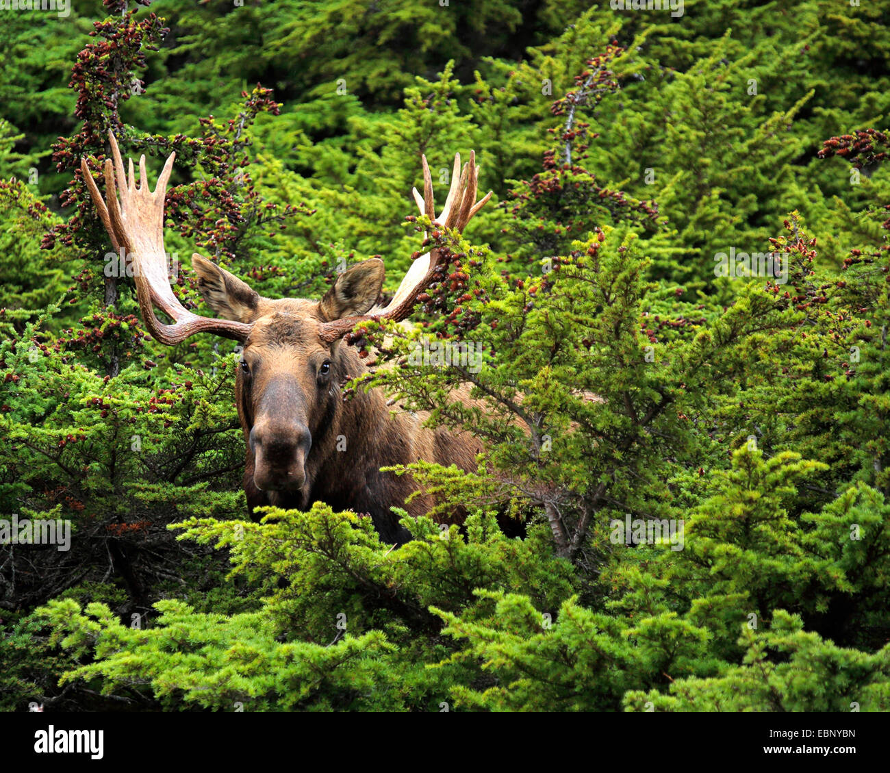 Alaska alci, Tundra alci, Yukon alci (Alces alces gigas), Bull elk ...