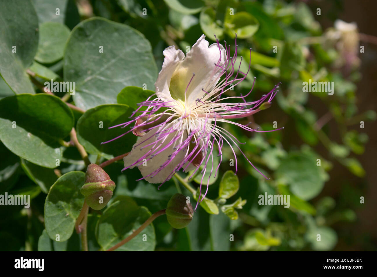 Cappero spinoso capparis spinosa immagini e fotografie stock ad alta ...
