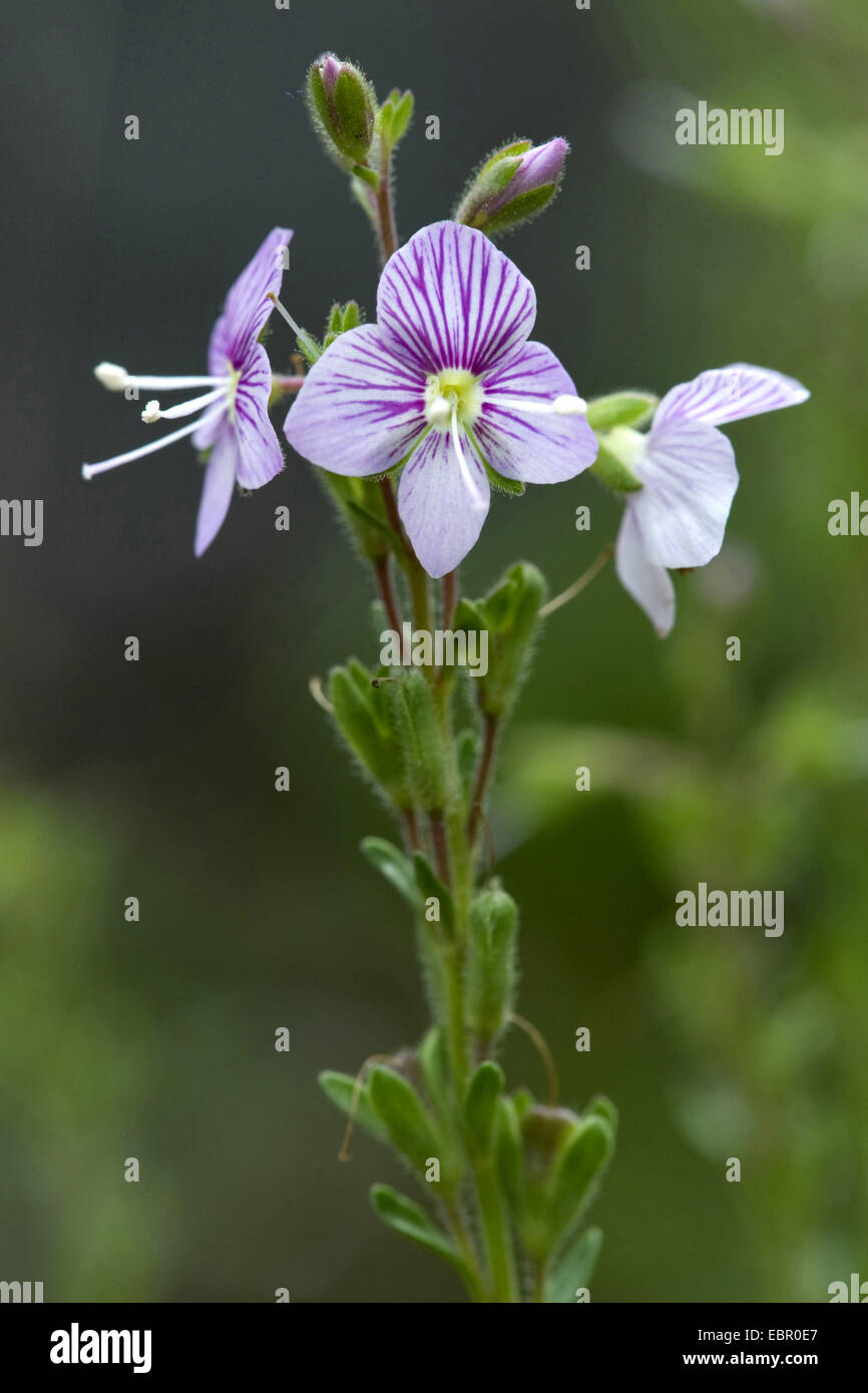 Fiori di veronica immagini e fotografie stock ad alta risoluzione - Alamy