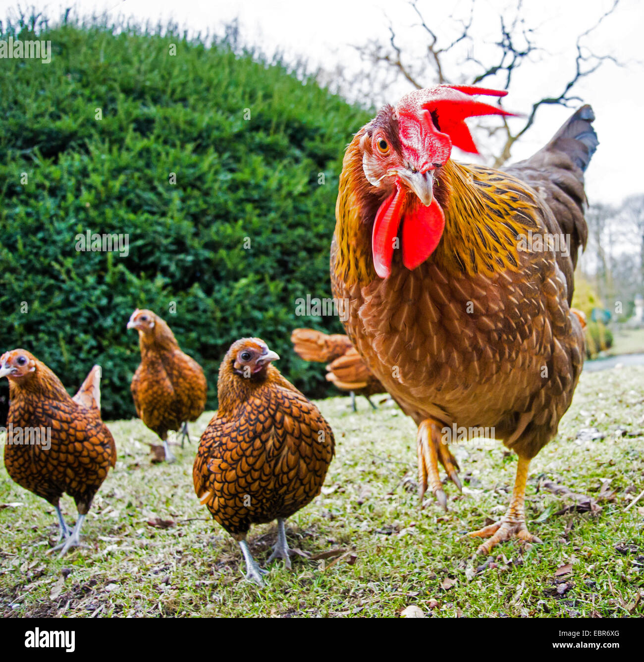 Primo piano di gallina e pulcini immagini e fotografie stock ad alta ...