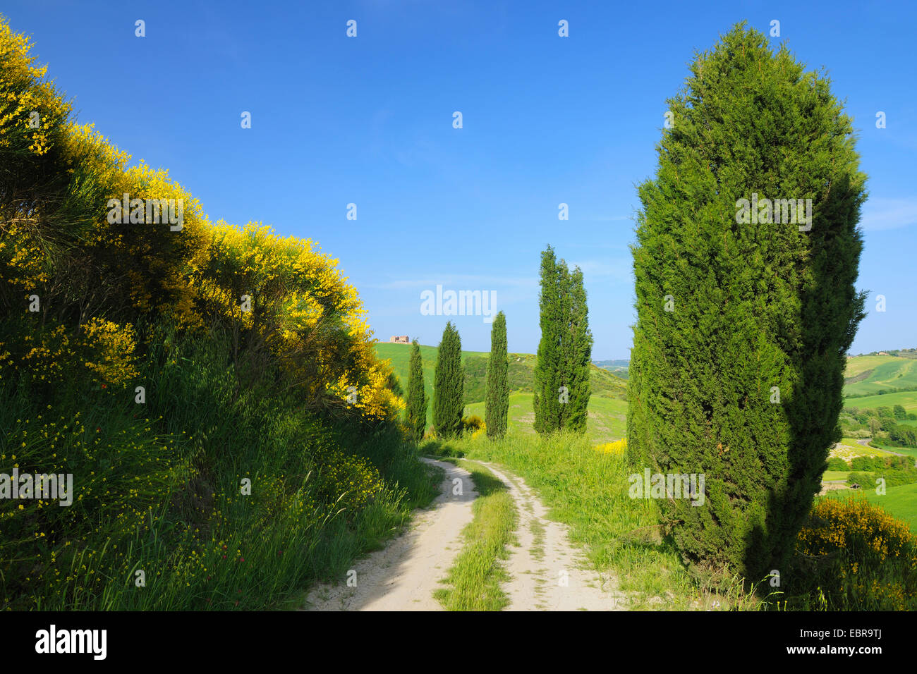 Strada sterrata con cipressi in primavera immagini e fotografie stock ...