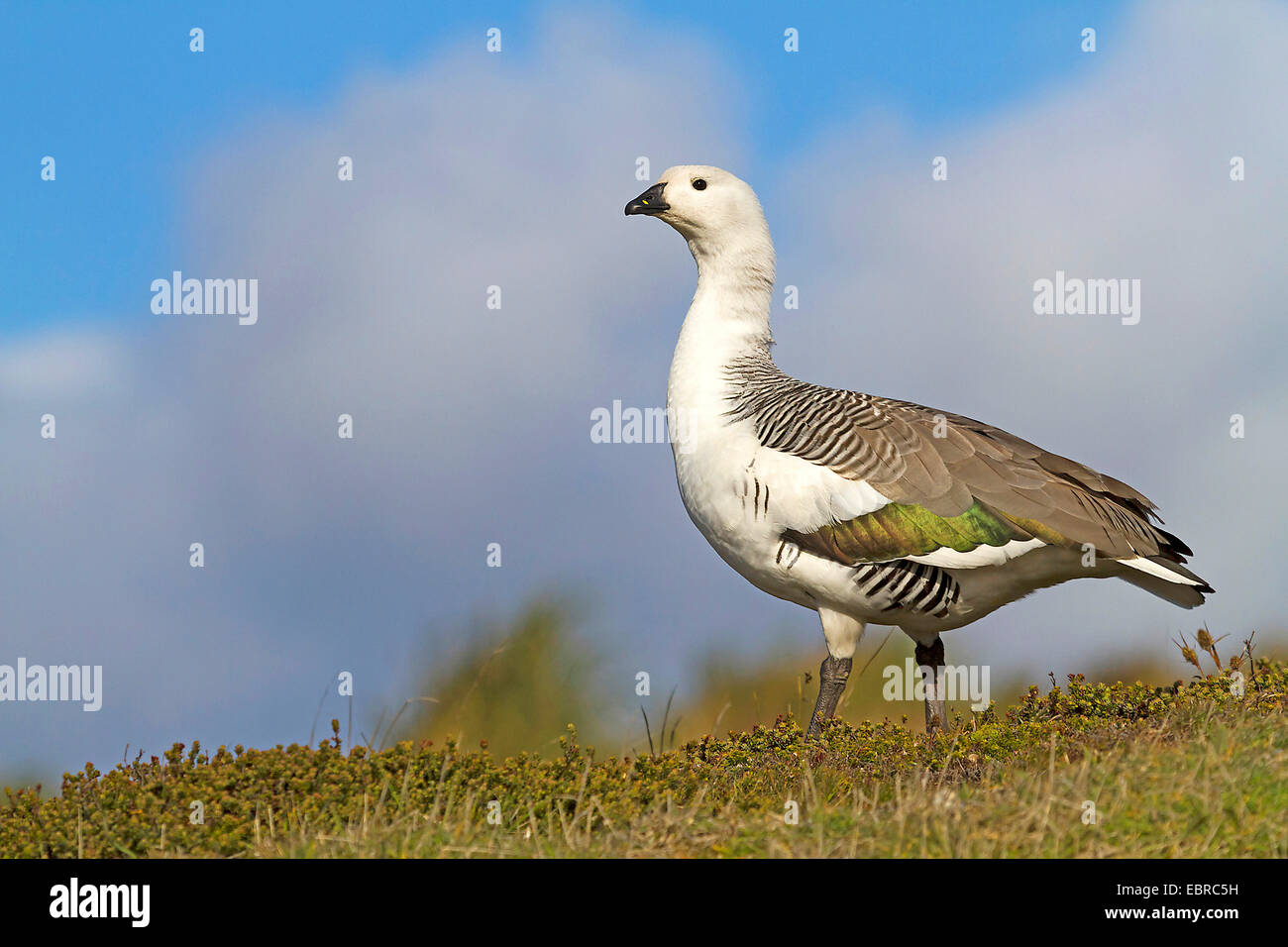 Uccelli uccello oca oca gander immagini e fotografie stock ad alta ...