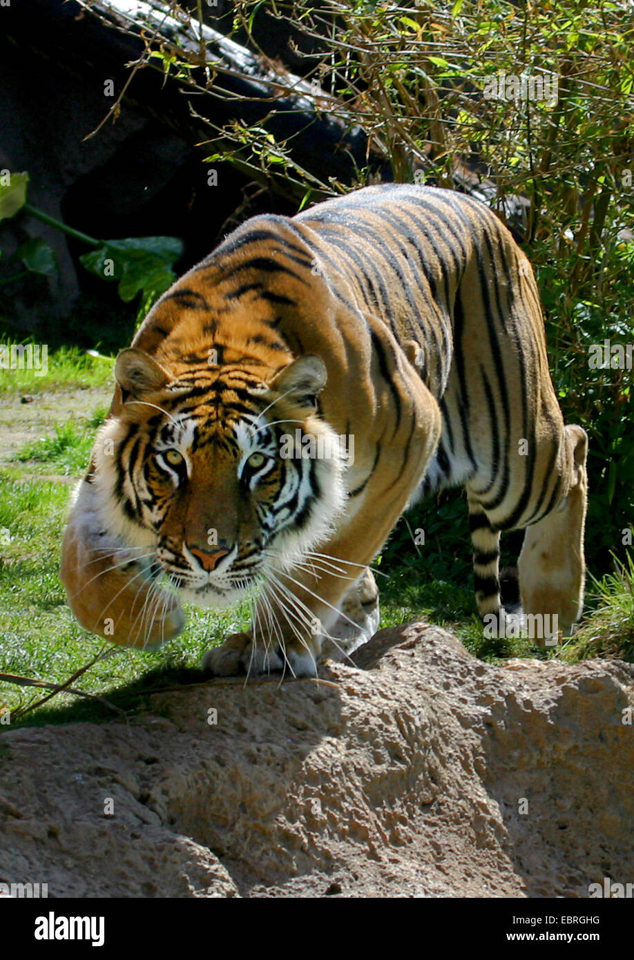 Tigre del Bengala (Panthera tigris tigris), stalking tiger Foto stock ...