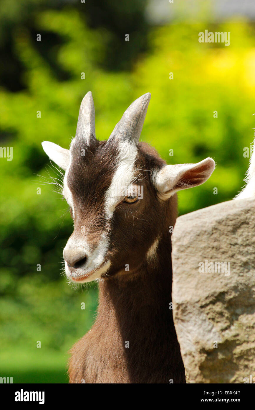 Razza di capre in via di estinzione immagini e fotografie stock ad alta ...