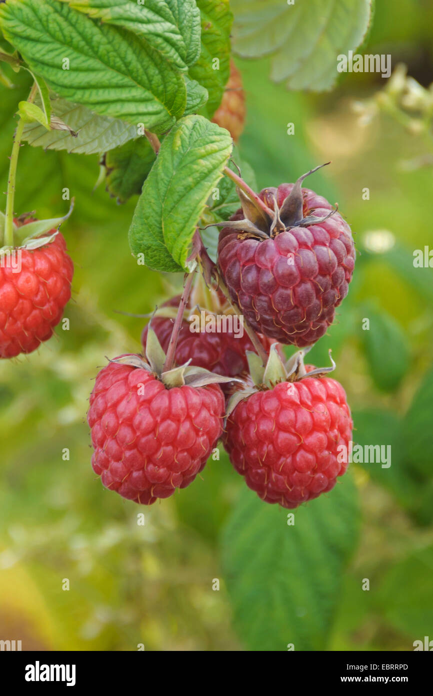 Lampone Rosso Immagini e Fotos Stock - Alamy