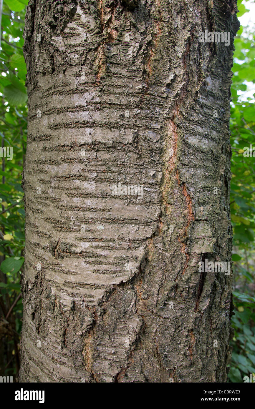 Ciliegio selvatico, ciliegio dolce, fisarmonica Gean, mazzard (Prunus ...