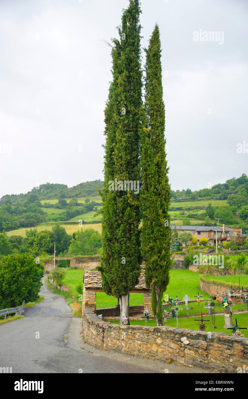 Italian cipresso (Cupressus sempervirens 'Stricta'), cultivar Stricta ...