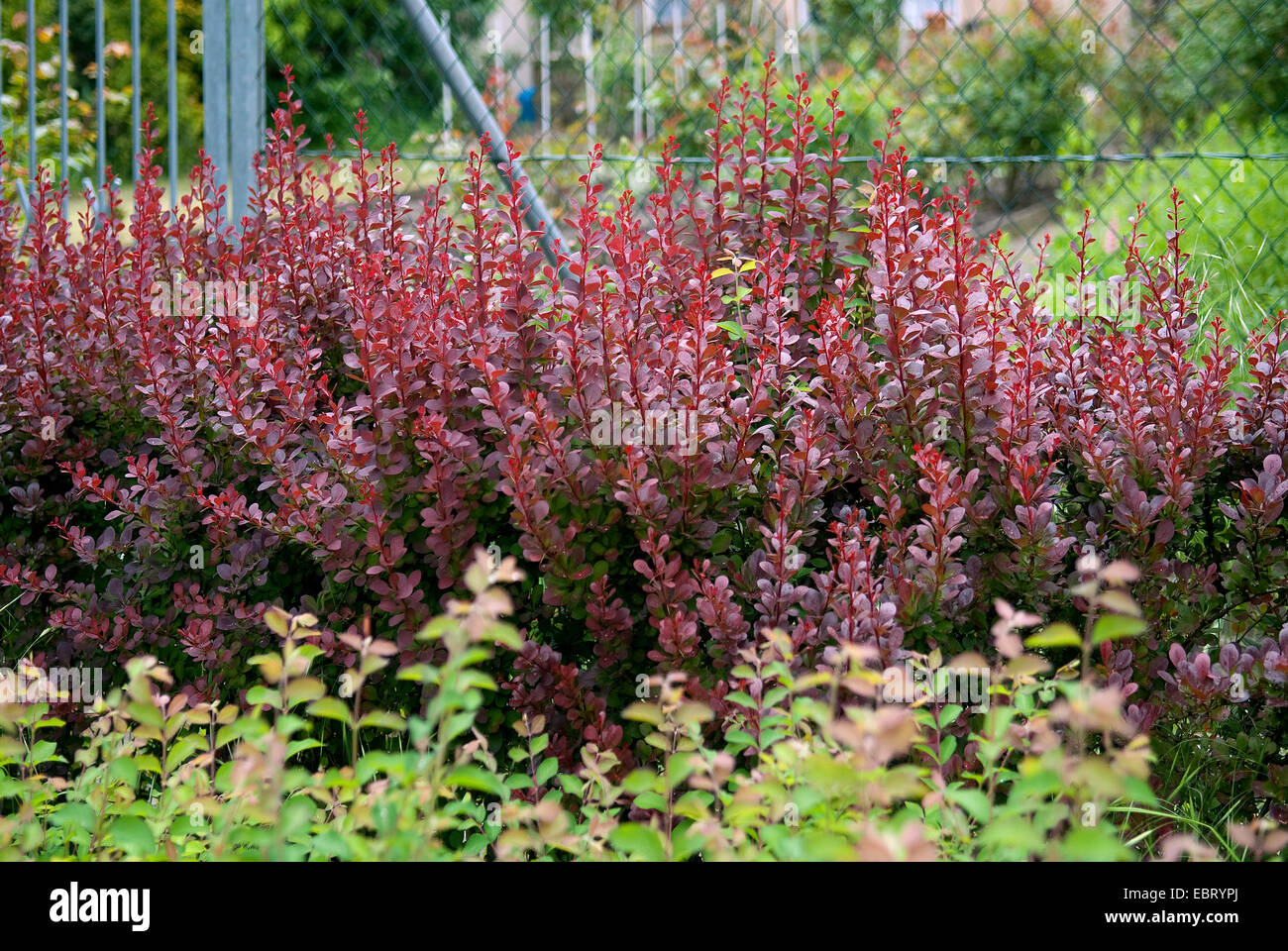 Giapponese Crespino (berberis thunbergii 'Atropurpea', Berberis ...