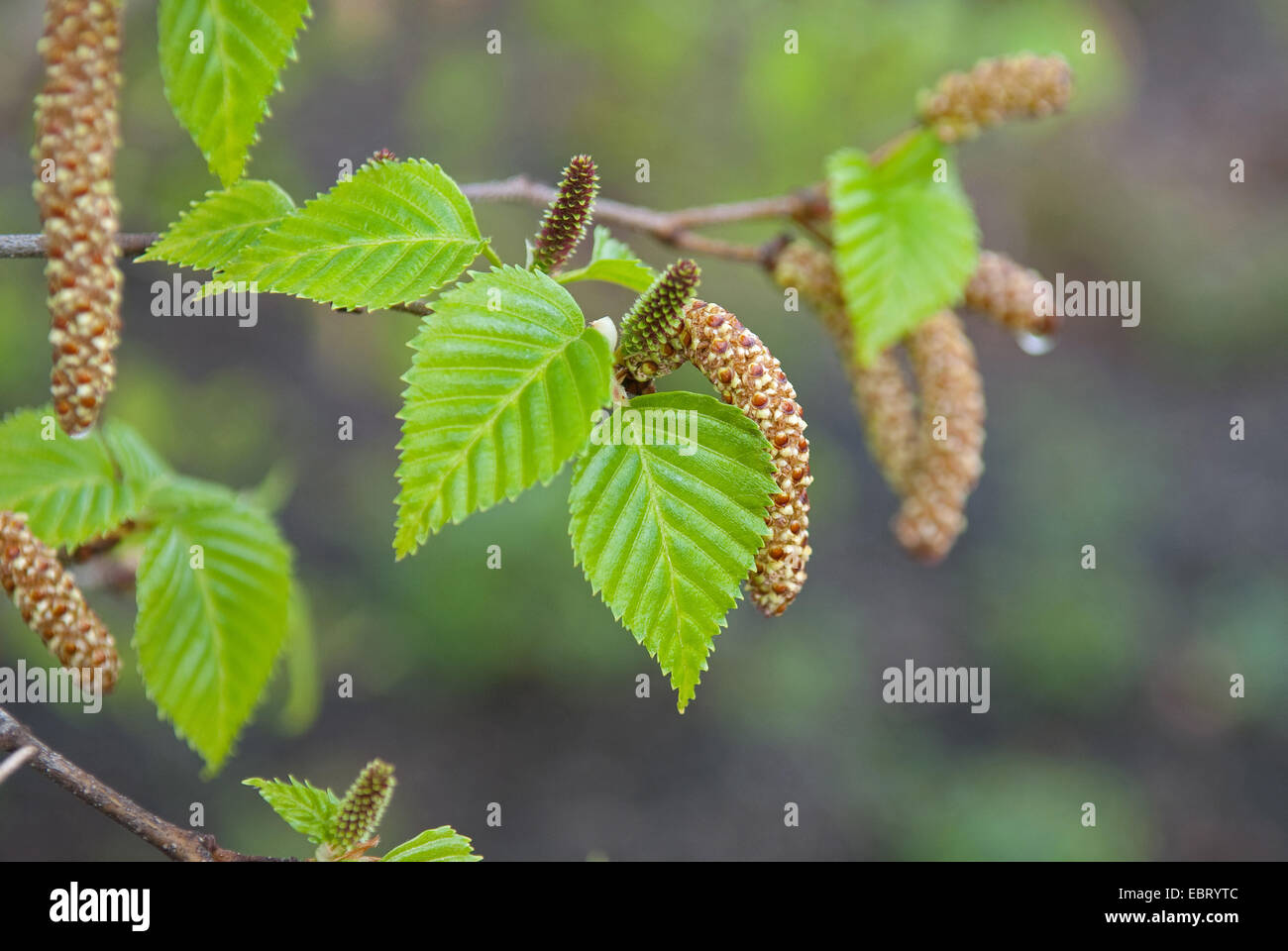 Roverella (betulla Betula utilis 'Doorenbos', Betula utilis Doorenbos ...