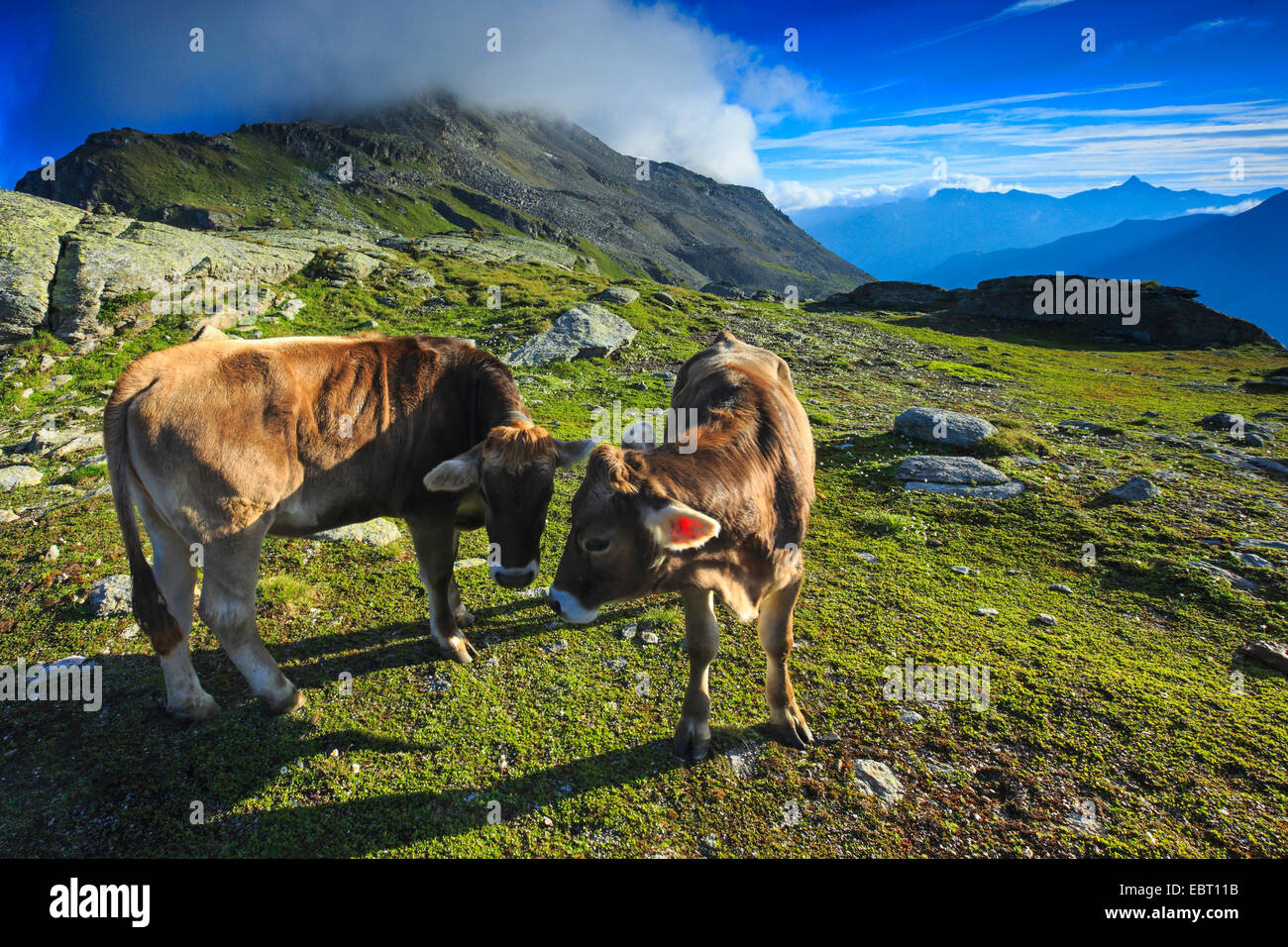 Mucche al pascolo alpino immagini e fotografie stock ad alta ...
