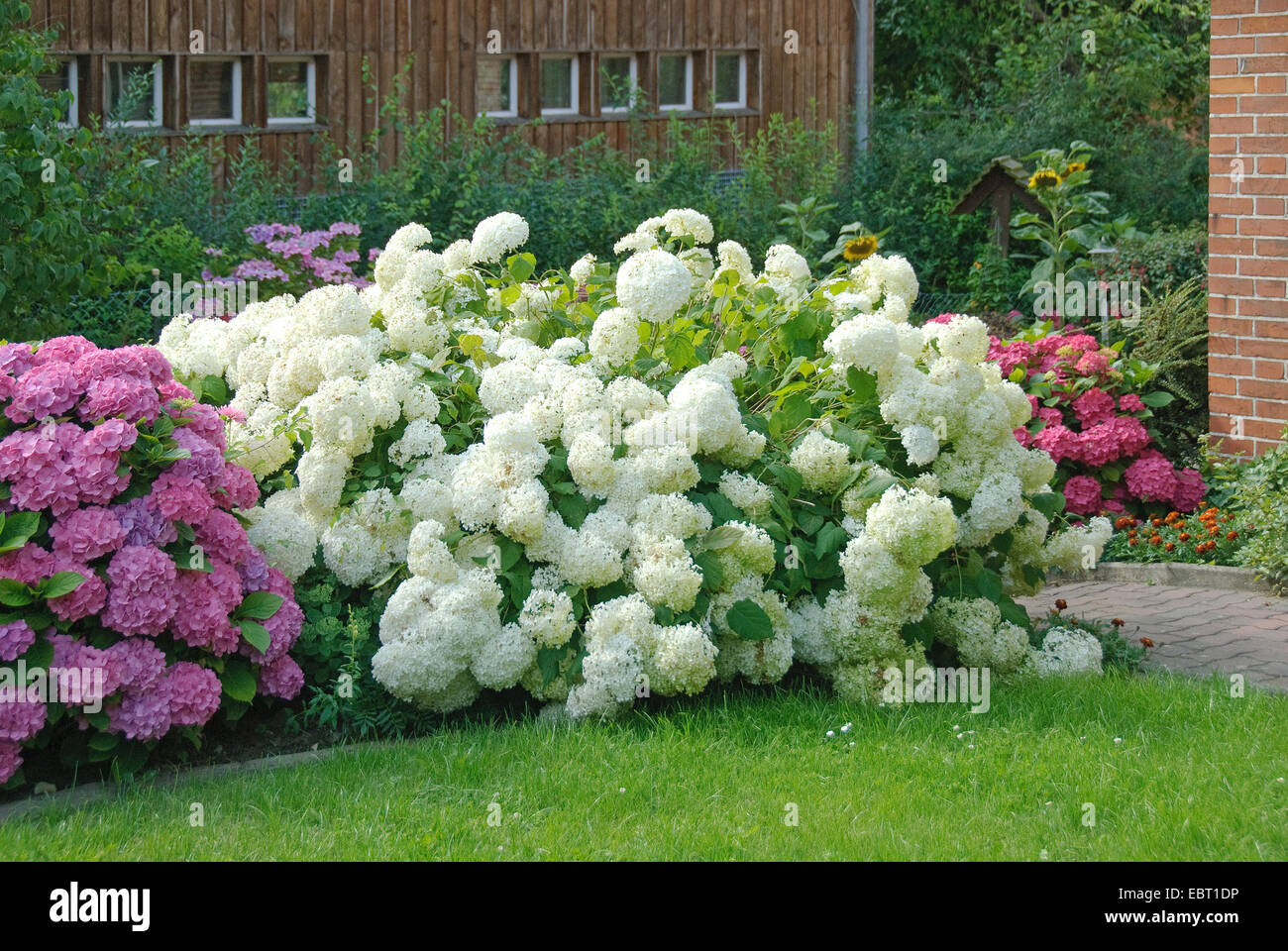 Wild ortensia (Hydrangea arborescens " Annabelle', Hydrangea ...