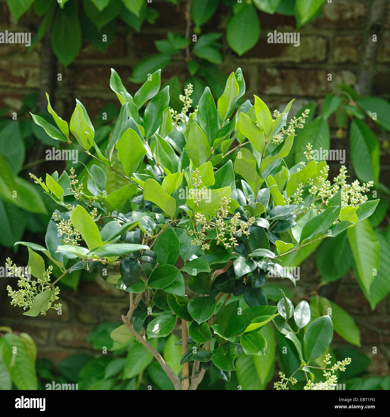Ligustro giapponese, cera di foglie di ligustro (Ligustrum japonicum ...