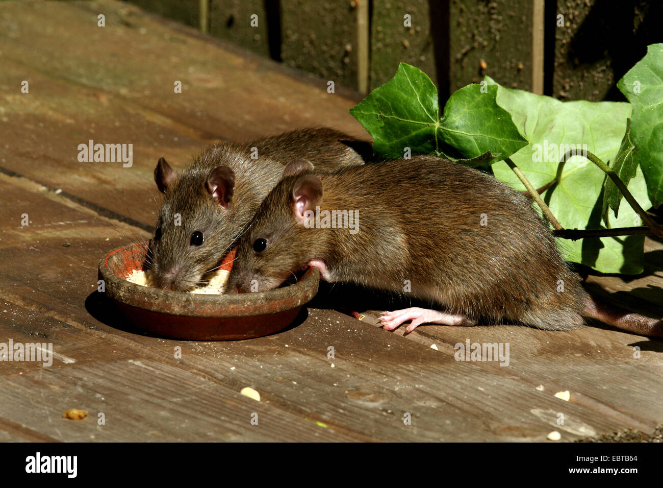 Giovani individui in una mangiatoia per uccelli immagini e fotografie ...