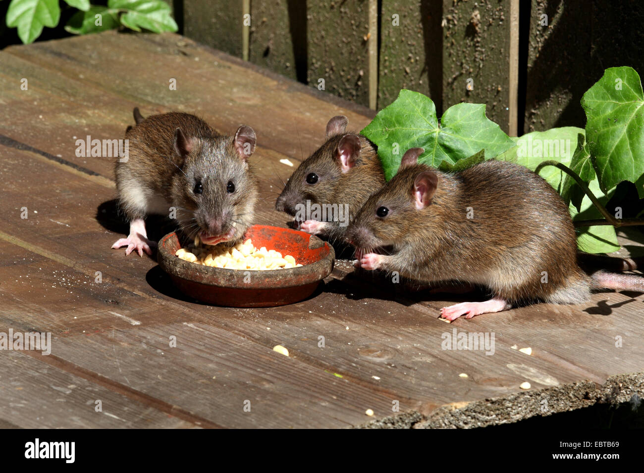 Giovani individui in una mangiatoia per uccelli immagini e fotografie ...