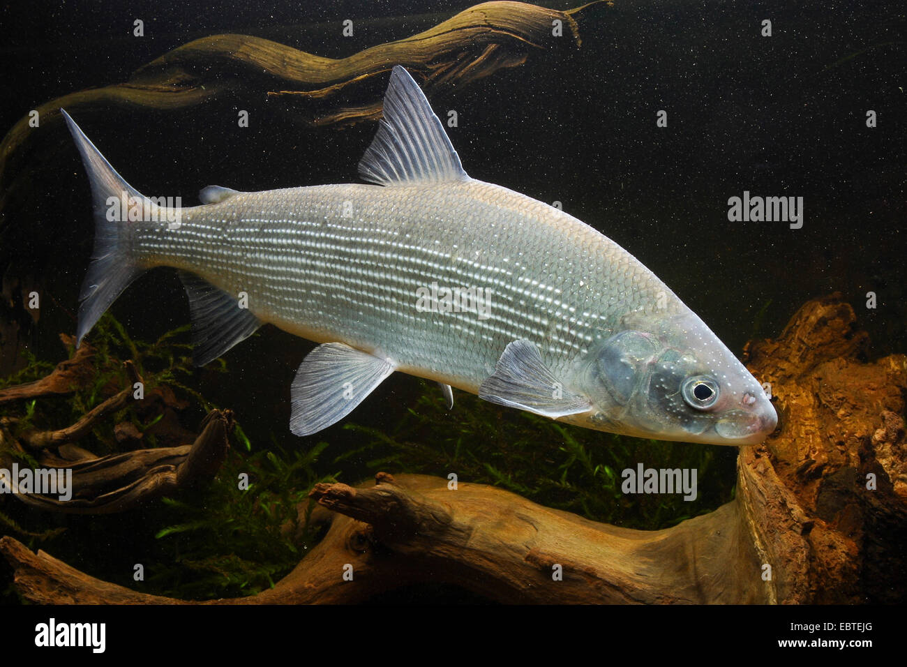 Coregonus widegreni immagini e fotografie stock ad alta risoluzione - Alamy