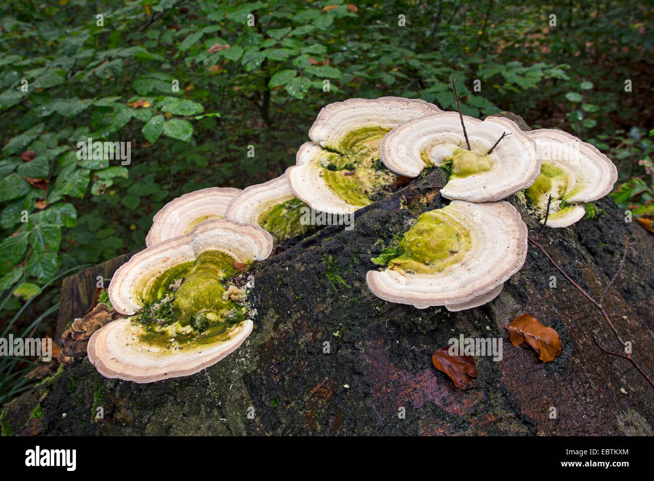 Piante grumose immagini e fotografie stock ad alta risoluzione - Alamy
