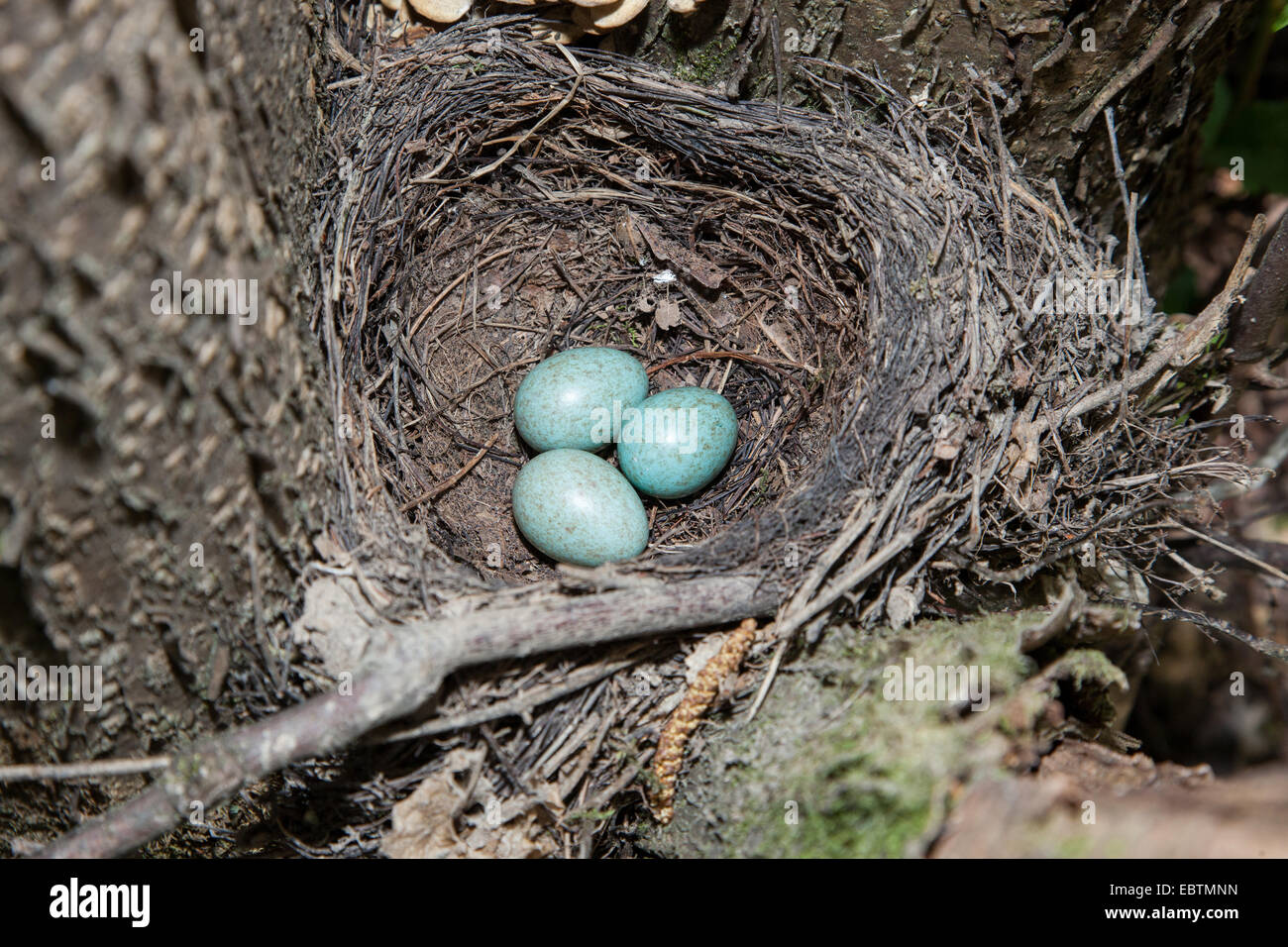 Uova di merla turdus merula immagini e fotografie stock ad alta ...