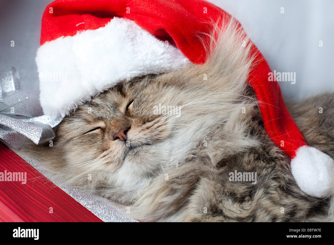 Adulto Natale gatto dorme in rosso di Santa Claus cap Foto stock - Alamy