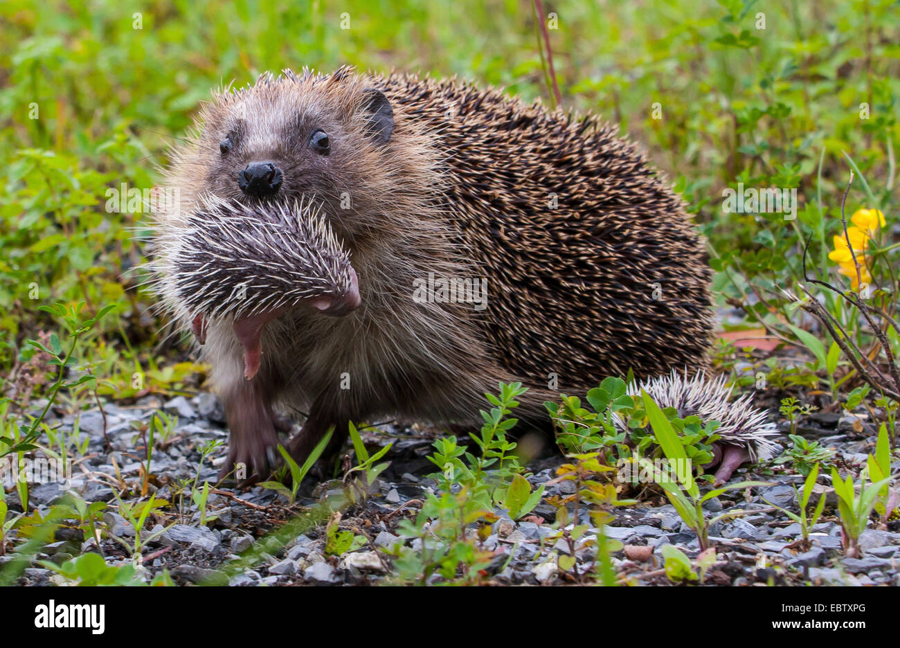 Western riccio, Europeo riccio (Erinaceus europaeus), madre riccio ...